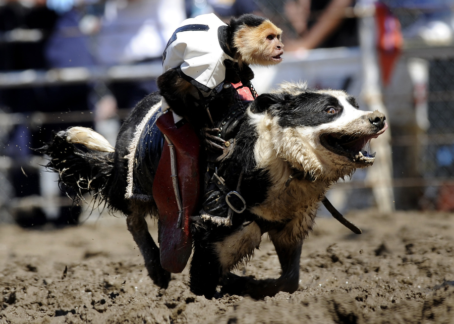 Bettina Hansen Once Photographed A Monkey, Dressed In Rodeo Gear ...